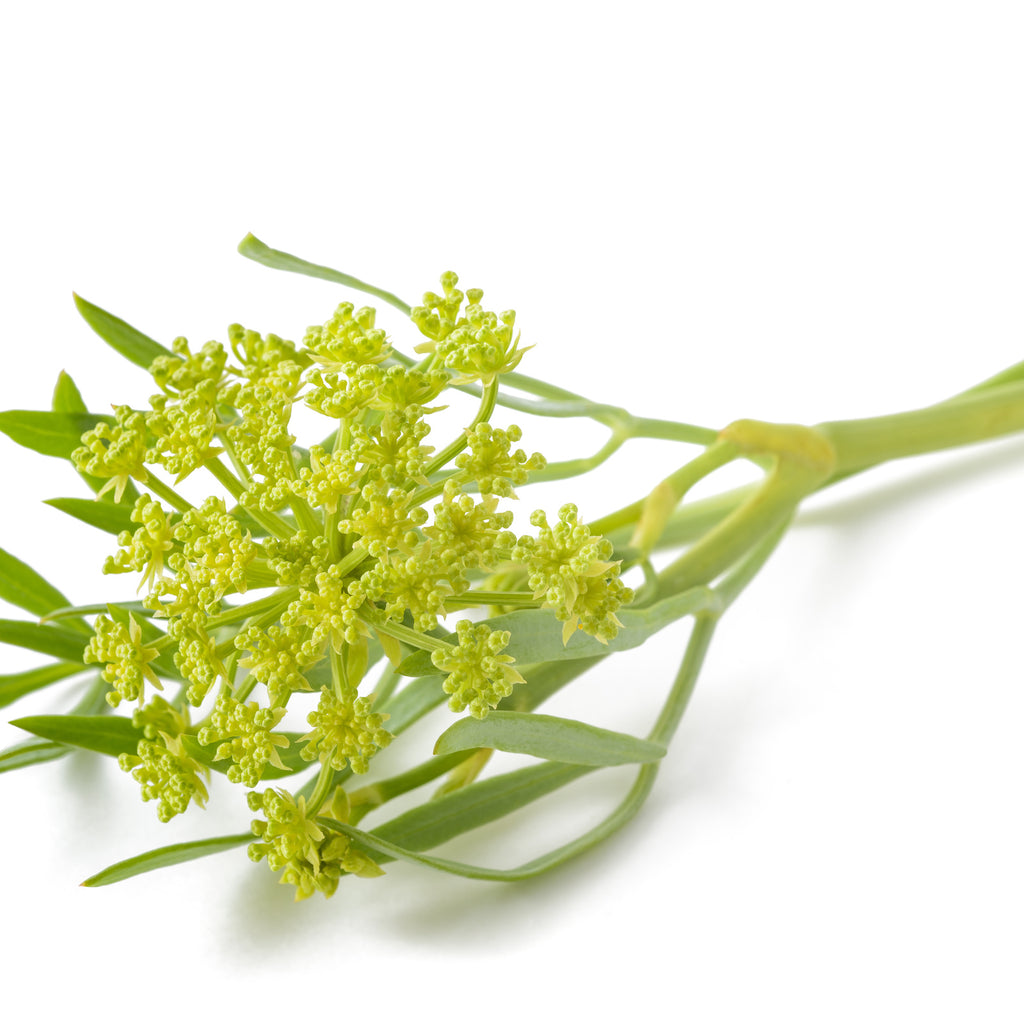 Ingredient We Love: Sea Fennel Extract – gabrielcosmetics